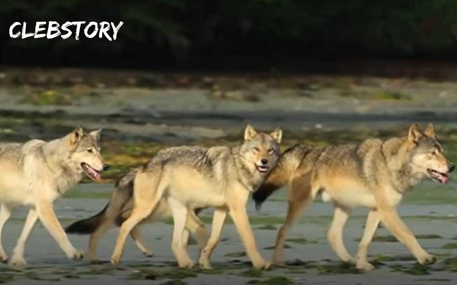 Island Of The Sea Wolves Parents Guide: Is The Netflix Island Of The ...