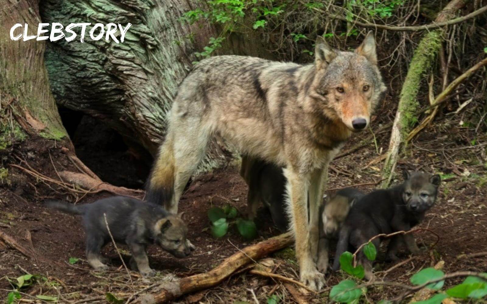 Island Of The Sea Wolves Parents Guide: Is The Netflix Island Of The ...